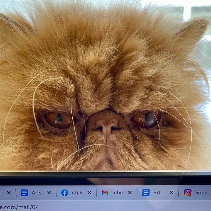 🦄 @addywhiskersandmax - Addy Whiskers & Max - TikTok