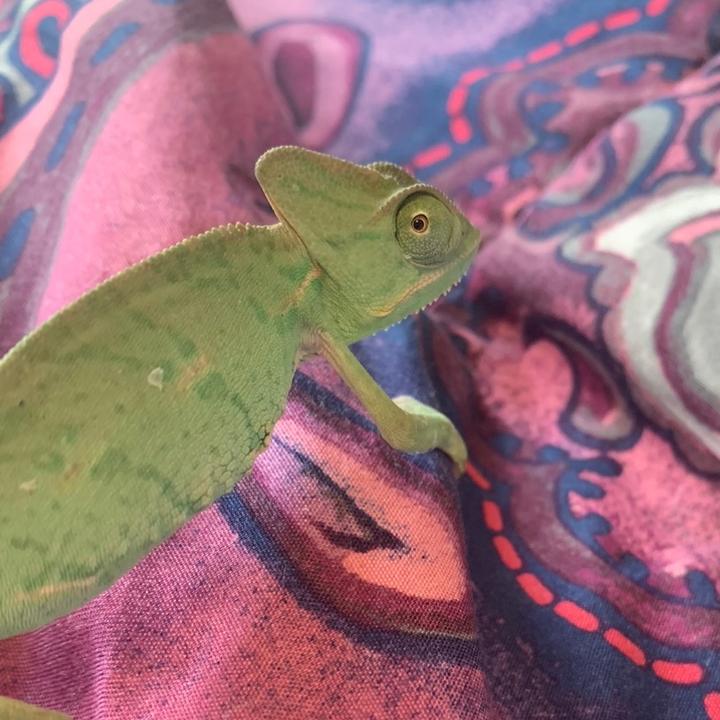 🦄 @_pascal_the_chameleon_ - Pascal The Chameleon - TikTok