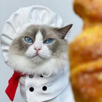 🦄 @chefmeowpuff.official - Meow Chef Puff - TikTok