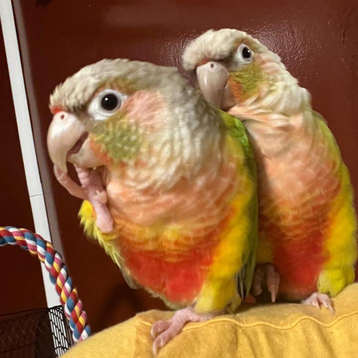 🦄 @mangoandsourpatch - Mango & Sourpatch | Conures - TikTok