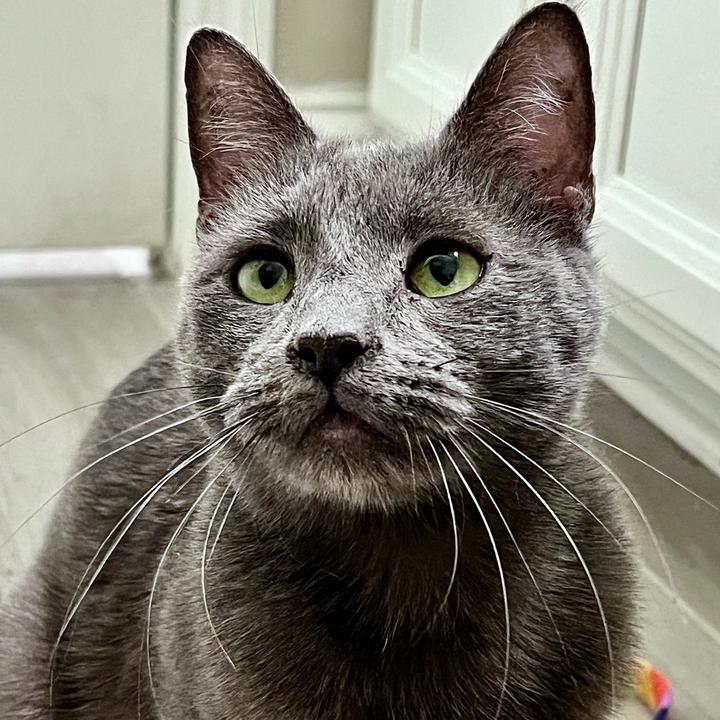 🦄 @simplykittycats - Simply Kitty Cats - TikTok