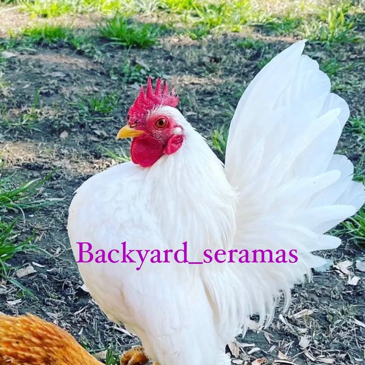 🦄 @backyard_seramas - Backyard_seramas - TikTok