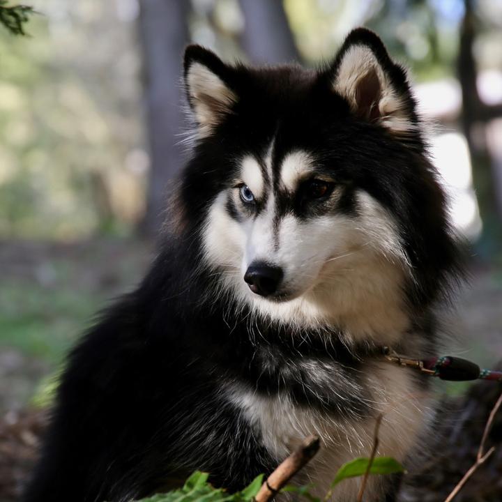 🦄 @portlandpomskiesofficial - Portland Pomskies - TikTok