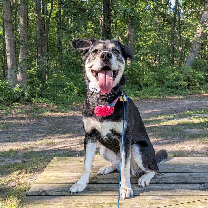 🦄 @sadiebell_the_huskador - SadieBell the Huskador - TikTok