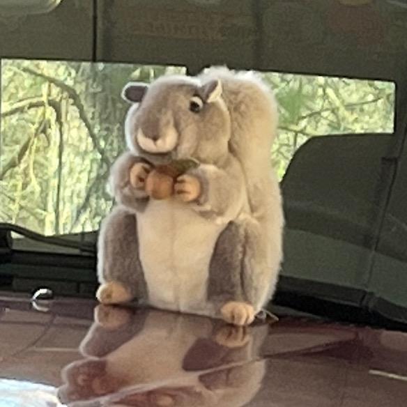 🦄 @old_man_old_truck - The Daily Squirrel - TikTok