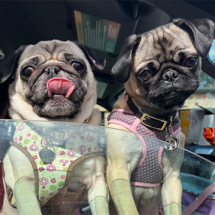 Played Bluey for the first time for my Pugs. They loved it💞 ...