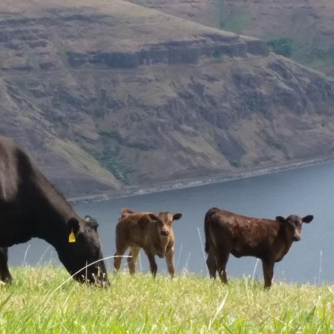 🦄 @americanwagyu - Bar R Wagyu - TikTok