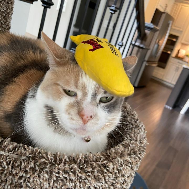 🦄 @chloebearofficial - Cookie Bear - TikTok